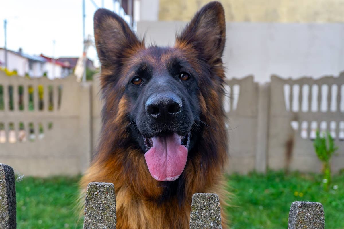 Red German Shepherd Long Coat