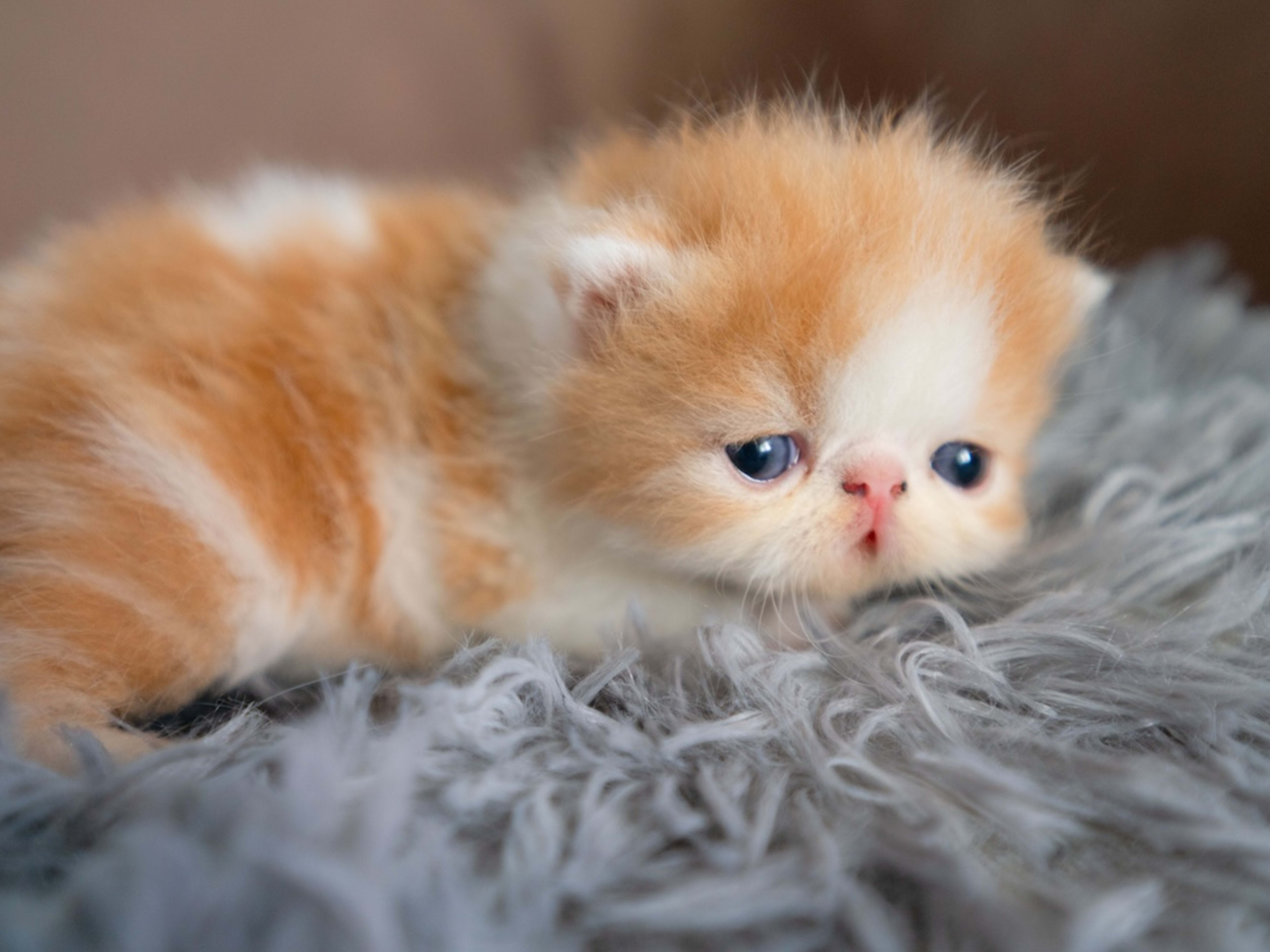 Exotic Shorthair Cat's Tiny 'Smoosh' Face Has the Internet Obsessed ...