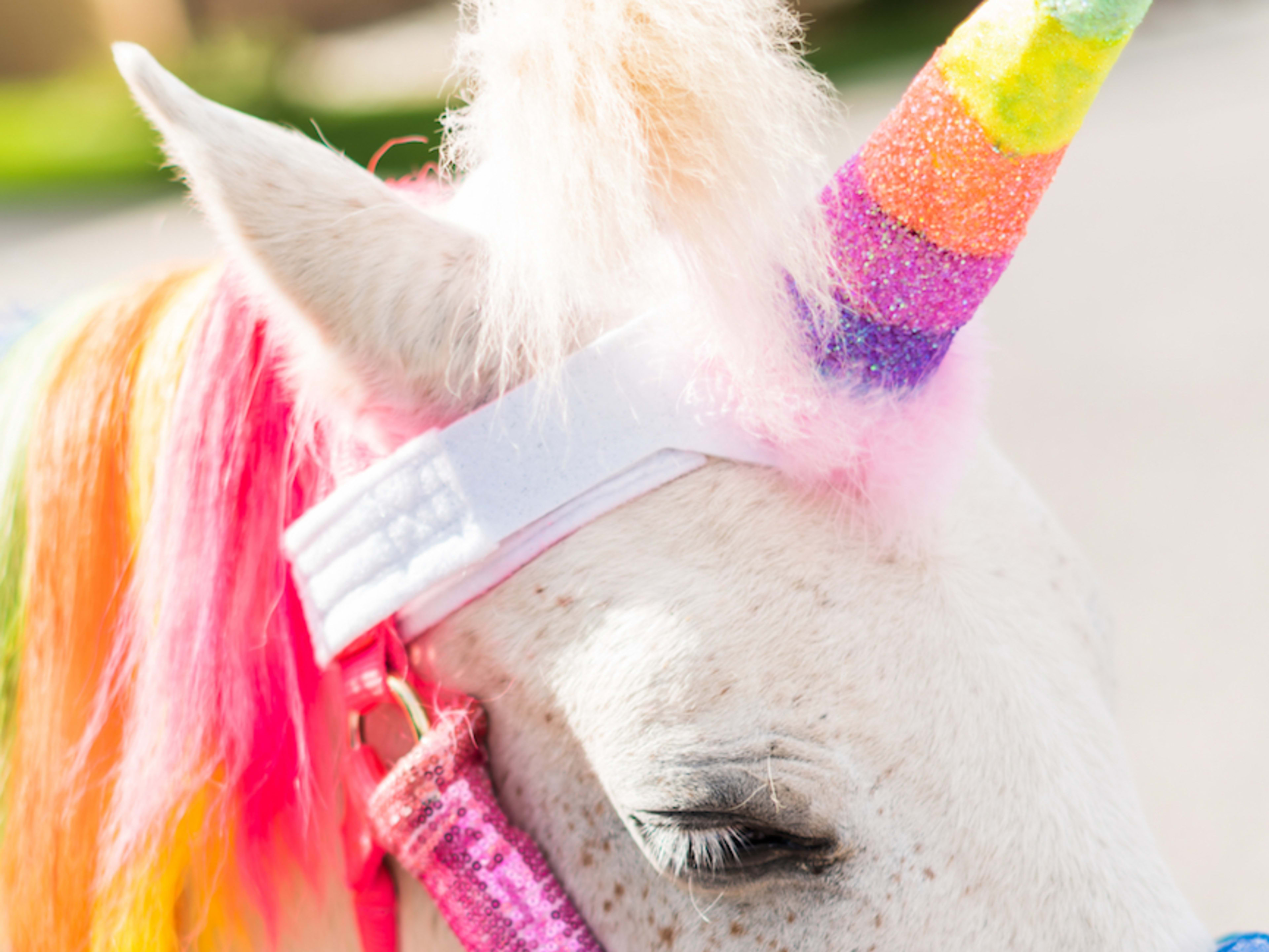 Miniature Horse - Parade Pets