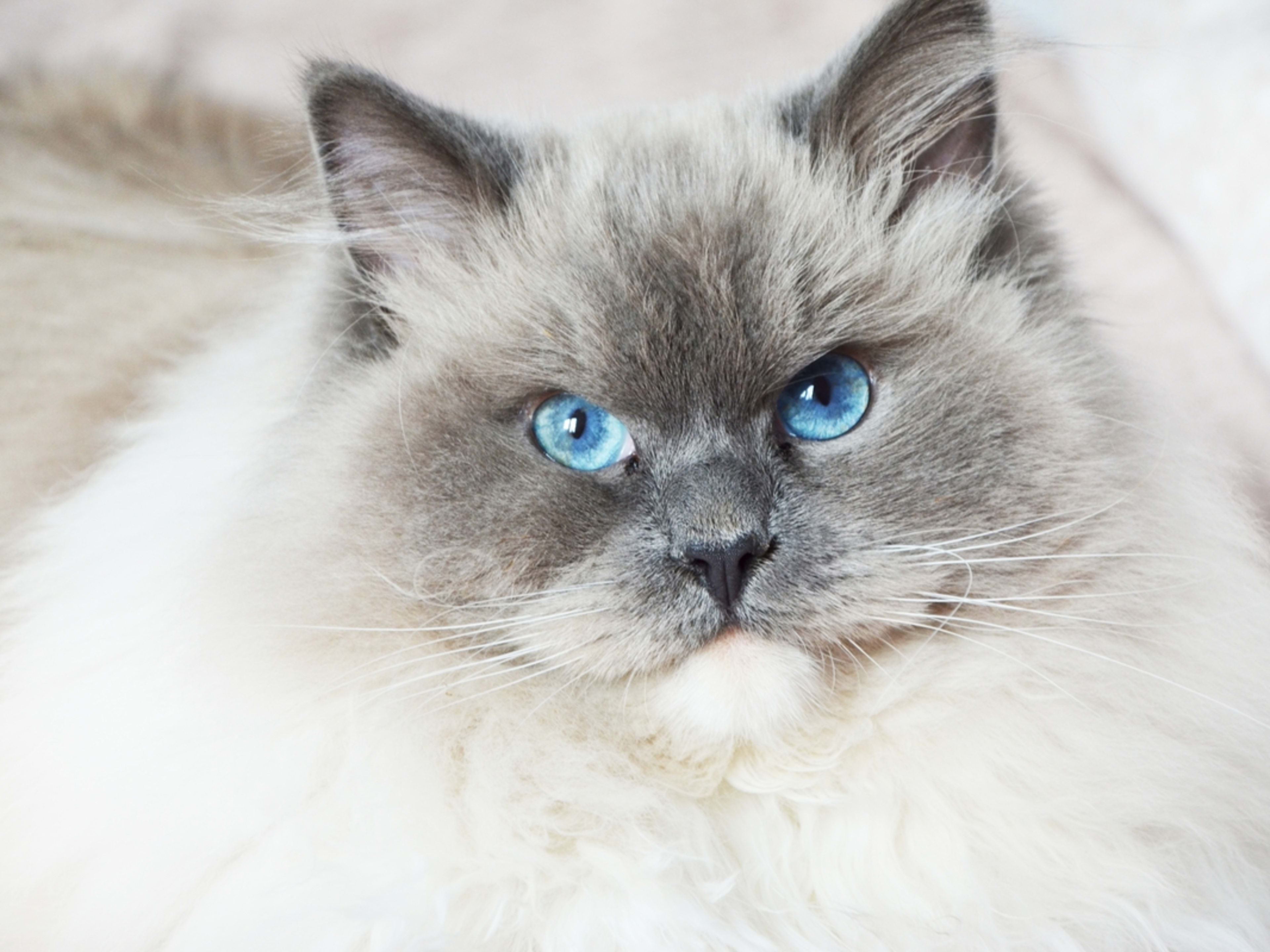 Pet and Animal News - Parade Pets