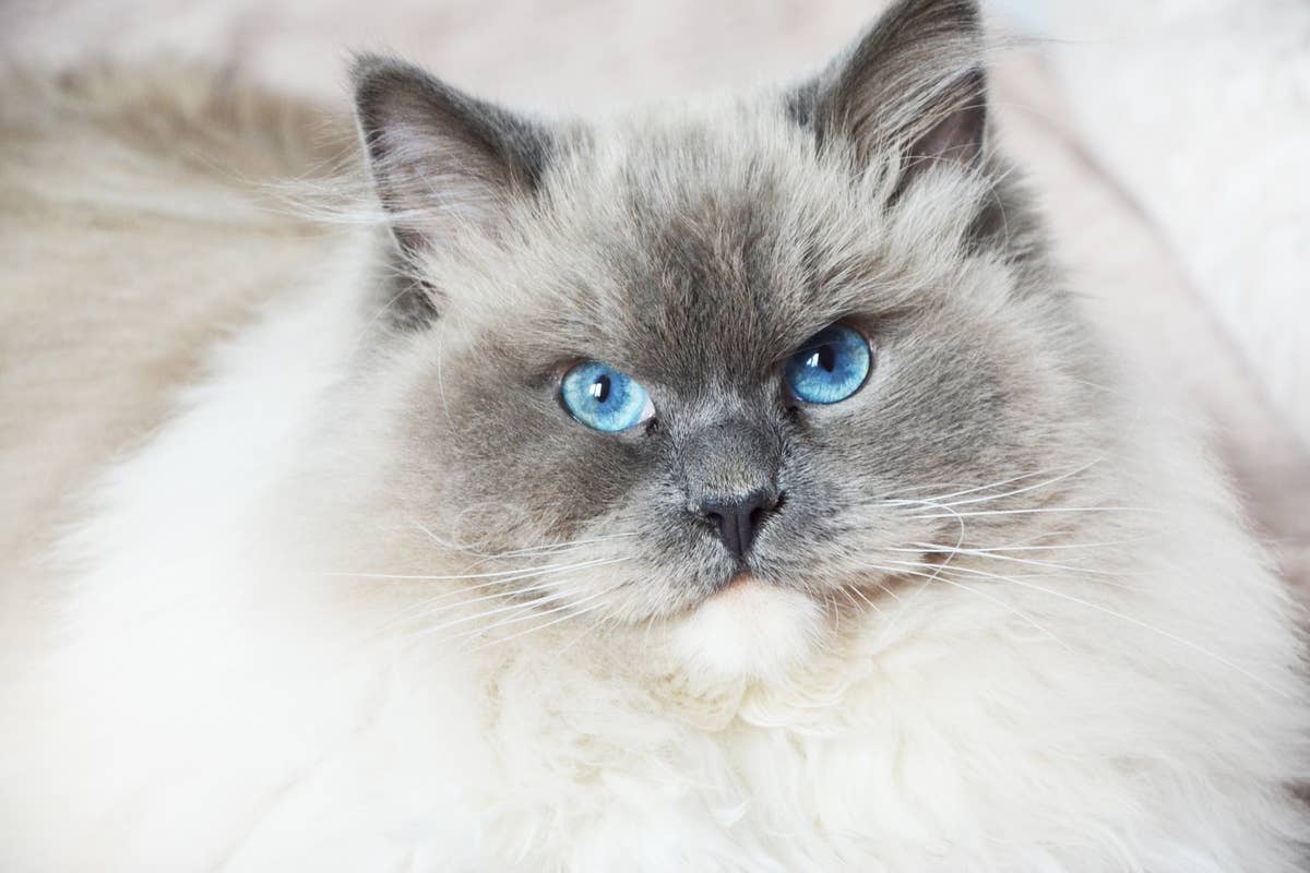 ‘Furious’ Ragdoll’s Reaction To Not Getting Taste of Mom’s Sandwich Is ...
