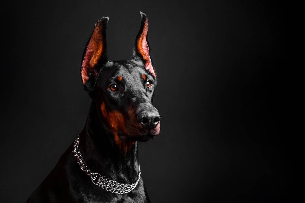 Pet and Animal News - Parade Pets