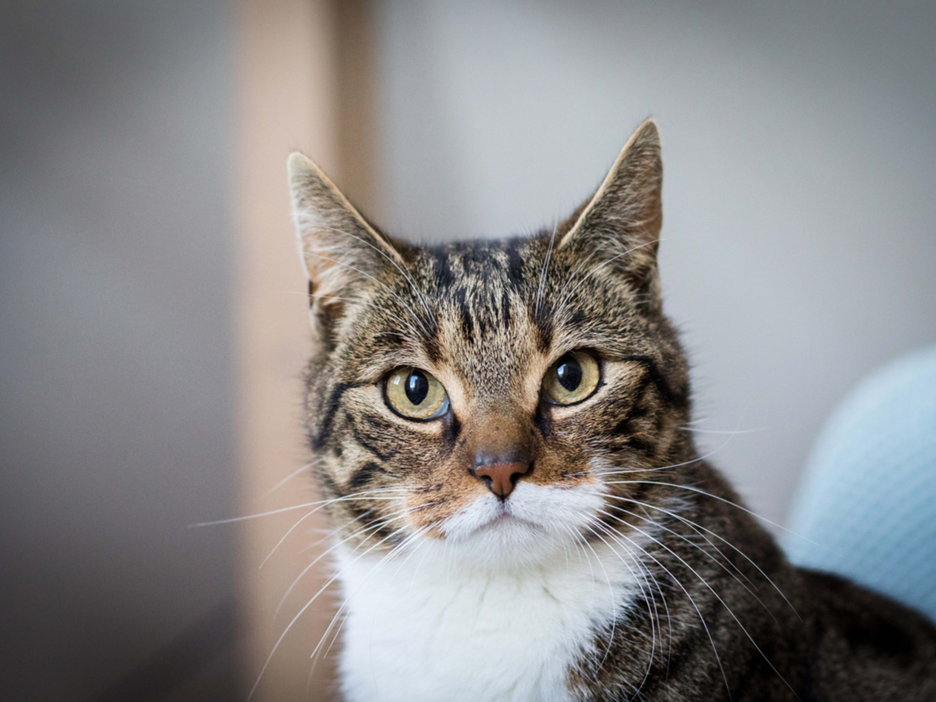 Paraplegic Cat Uses Exercise Wheel To 'Run From Mom' During Hide-and ...
