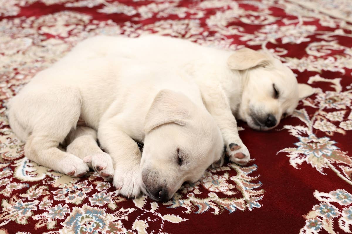 Labrador Retrievers: Cute Photos, Personality, and Fun Facts - Parade Pets