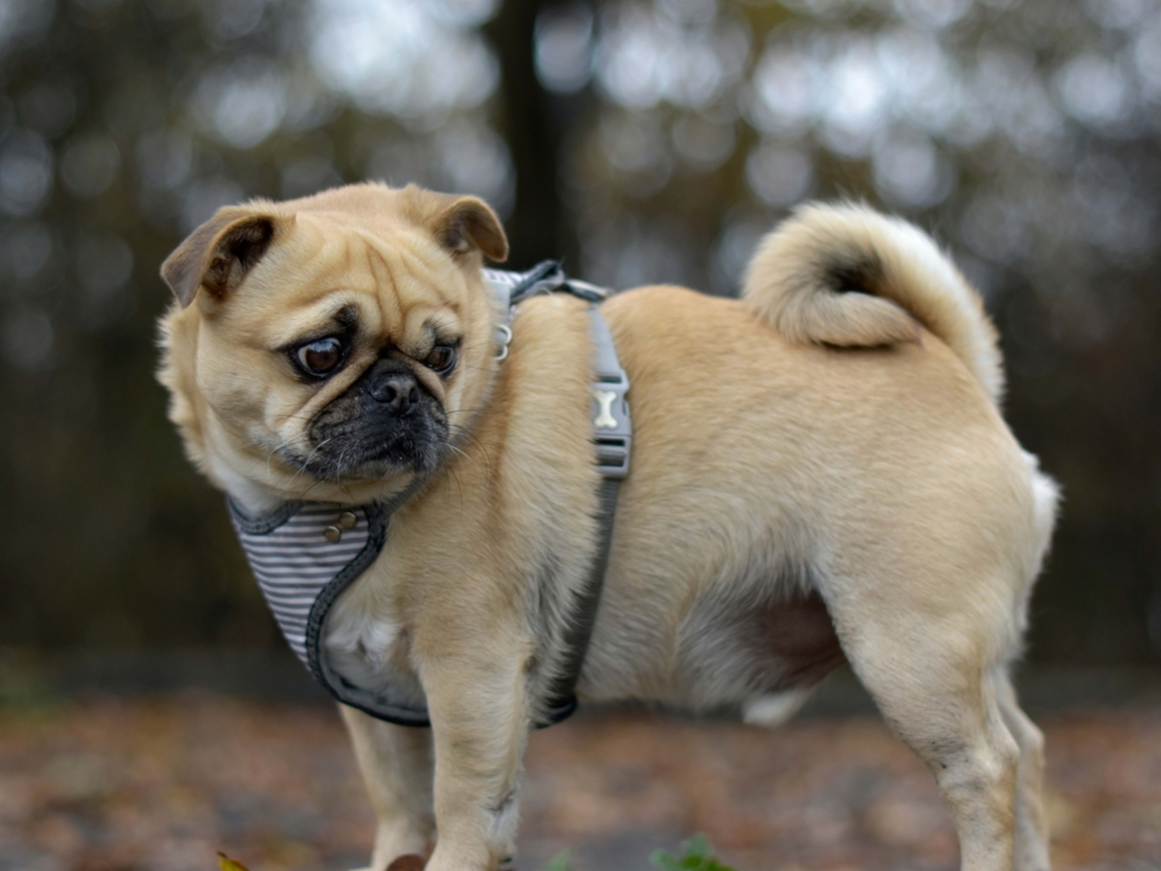 Pet and Animal News - Parade Pets