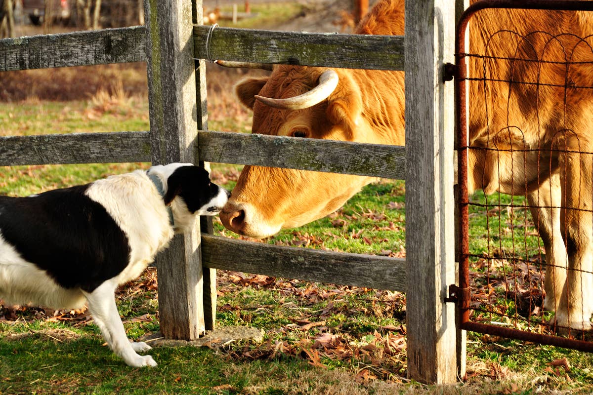 Border Collie - Parade Pets