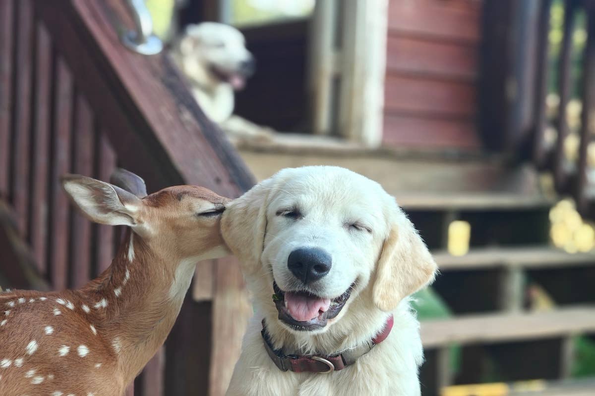Deer - Parade Pets