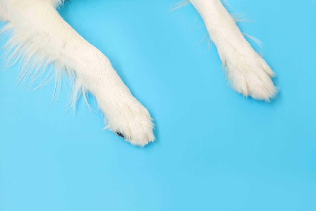 Border Collie - Parade Pets