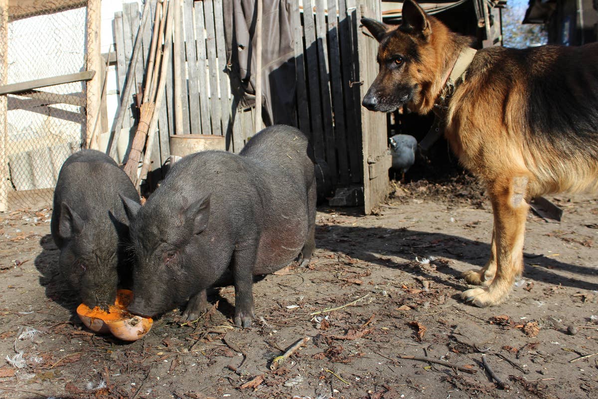 Pet and Animal News - Parade Pets