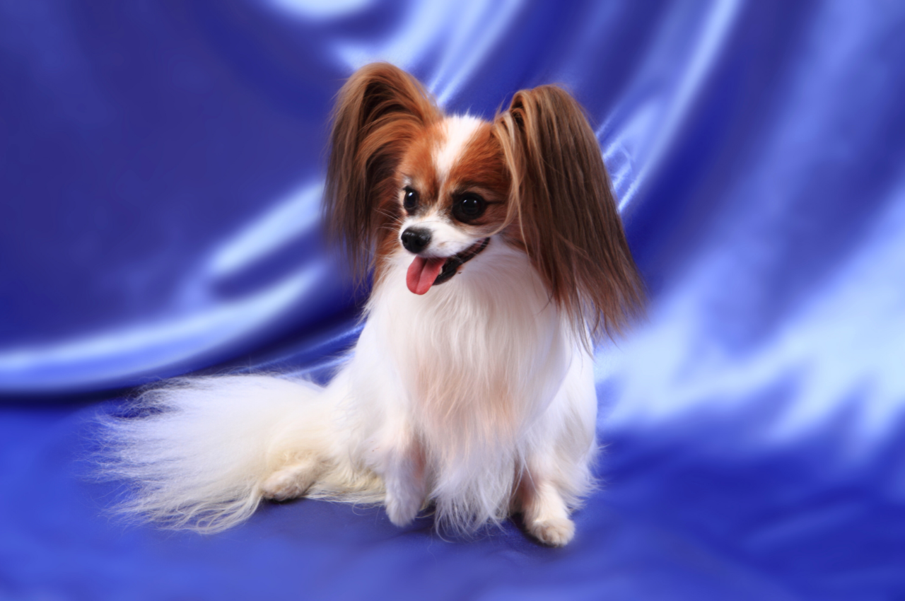 6 Dog Breeds With Unique Ears That Make Us Say 'Aw' - Parade Pets