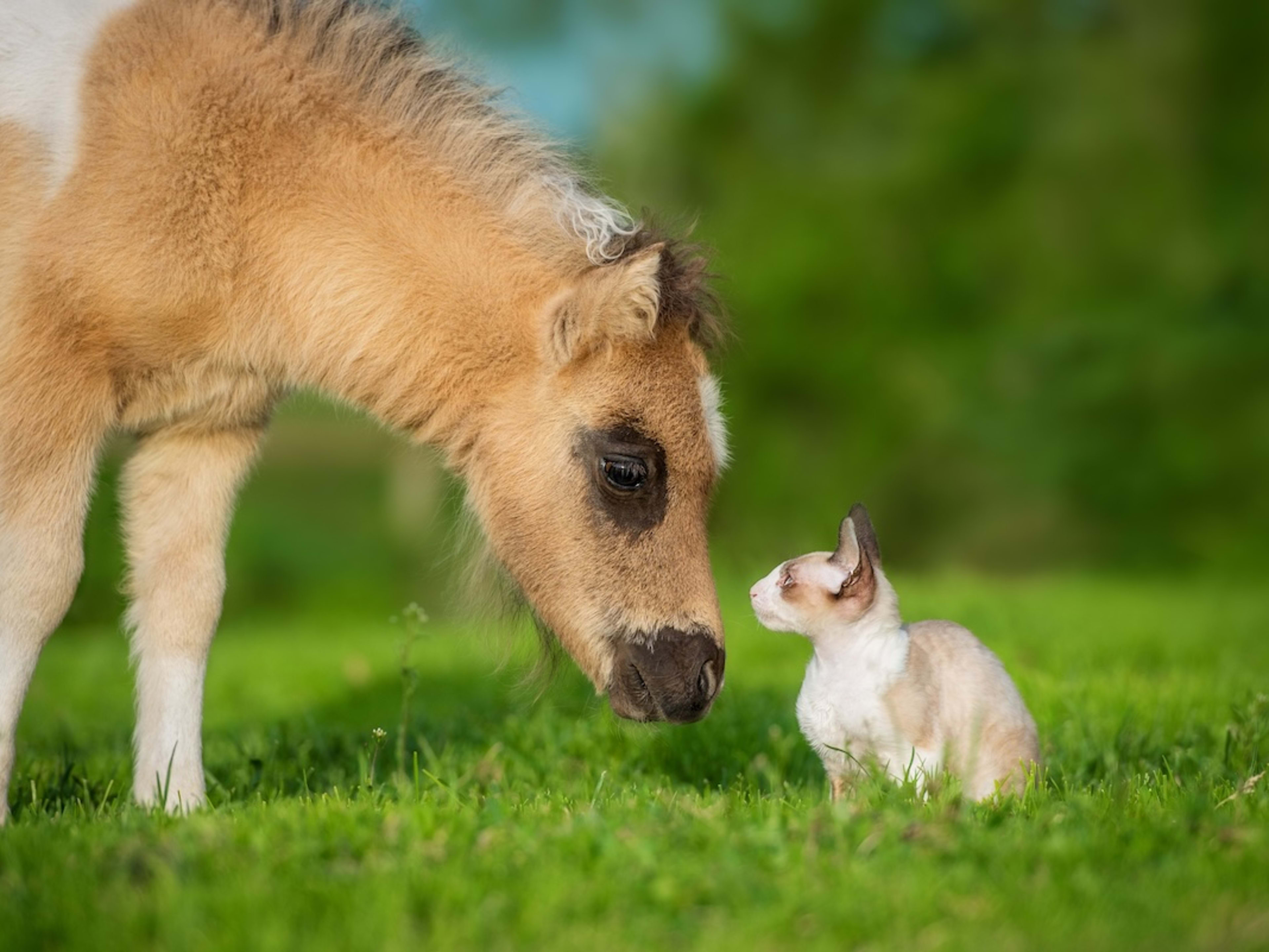 Miniature Horse - Parade Pets