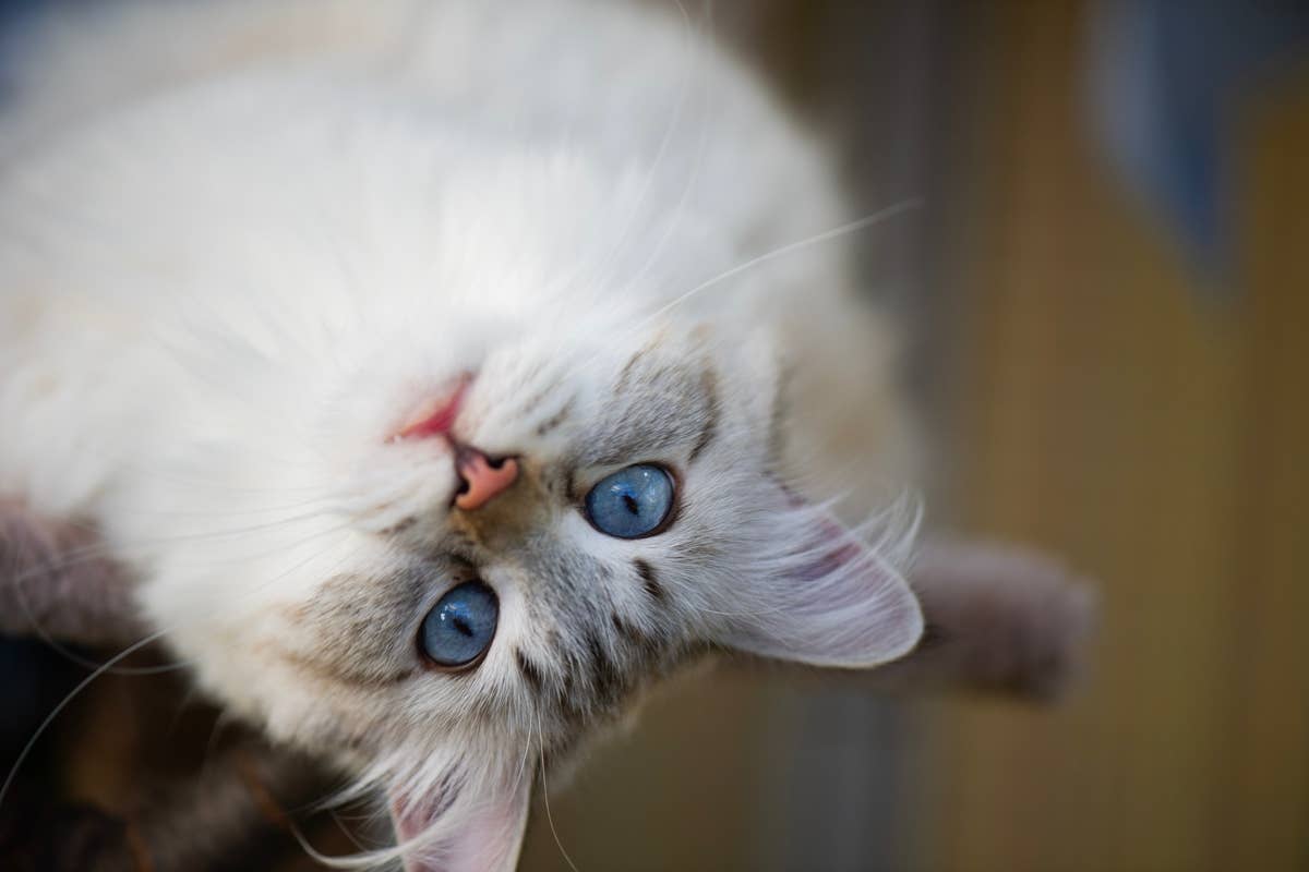 Siberian Cat - Parade Pets