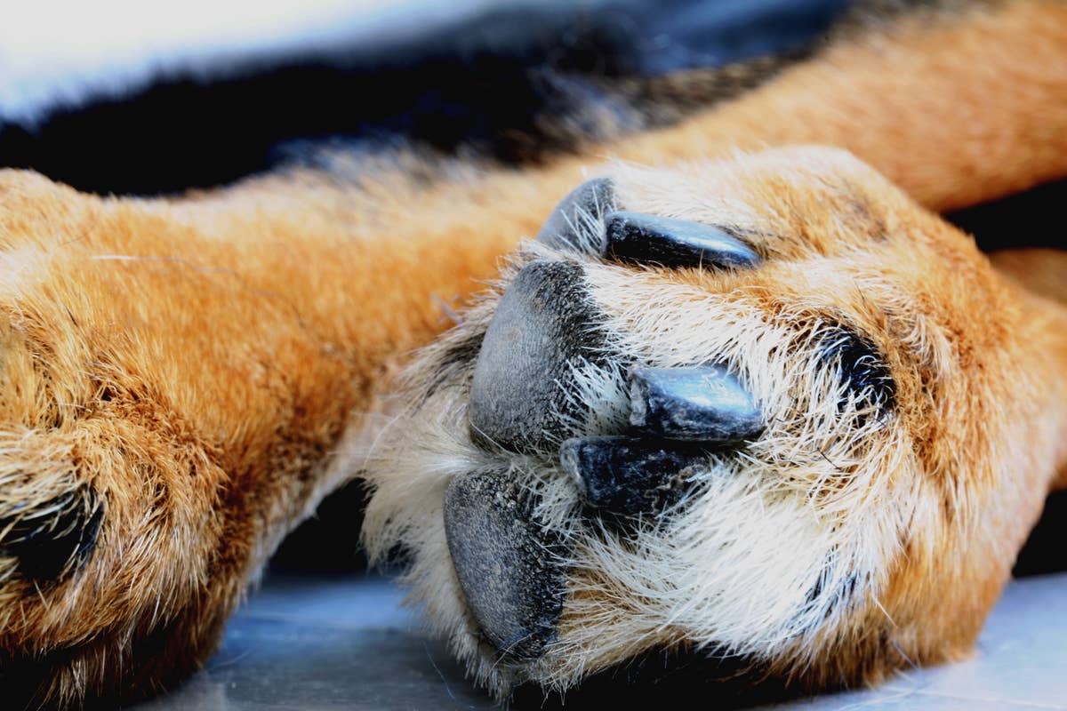 Shepherd Breed That's Super Rare in the U.S. Has Massive Paw Prints ...