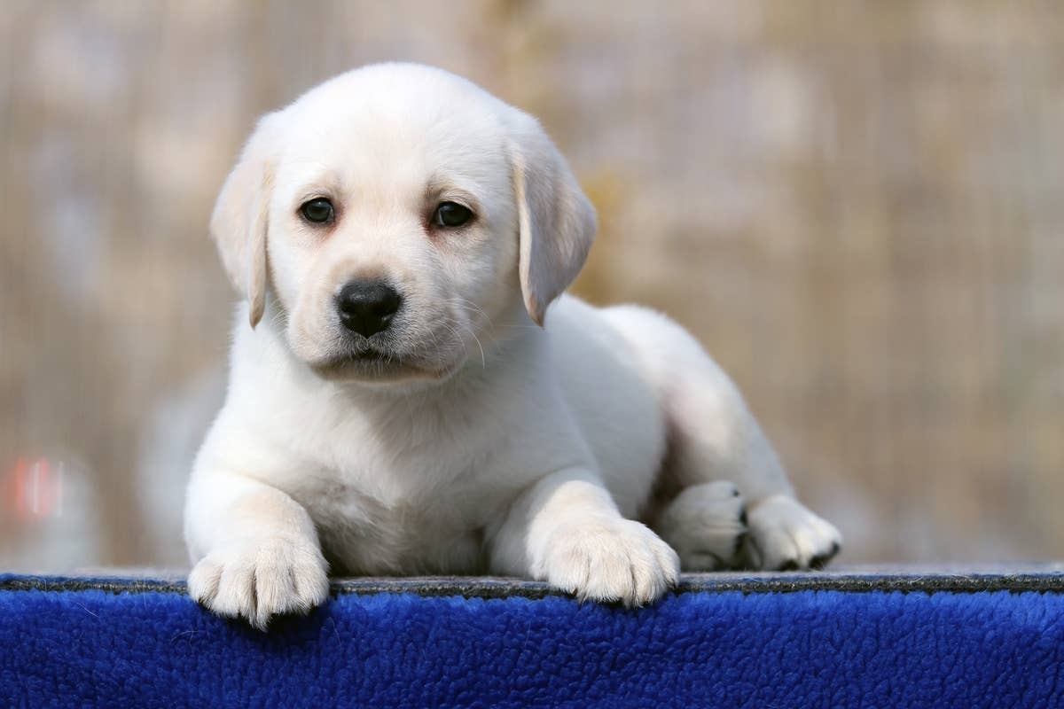English Labrador Puppy Suddenly Discovers His Tail and It's Hilarious ...