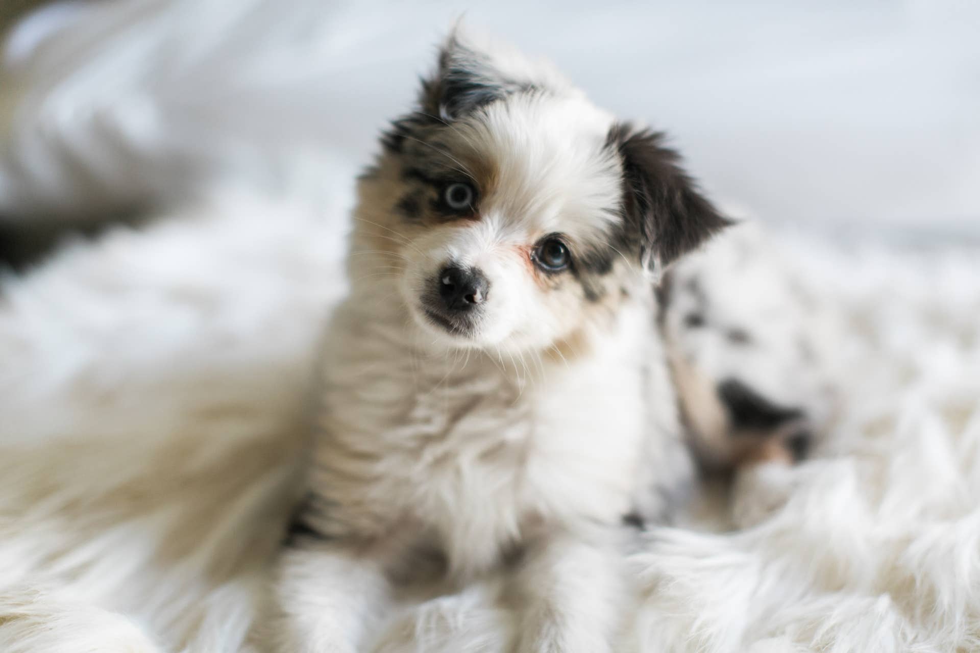 Fate of Aussie Pup in Wheelchair Who Stole Hearts at Puppy Bowl Has ...