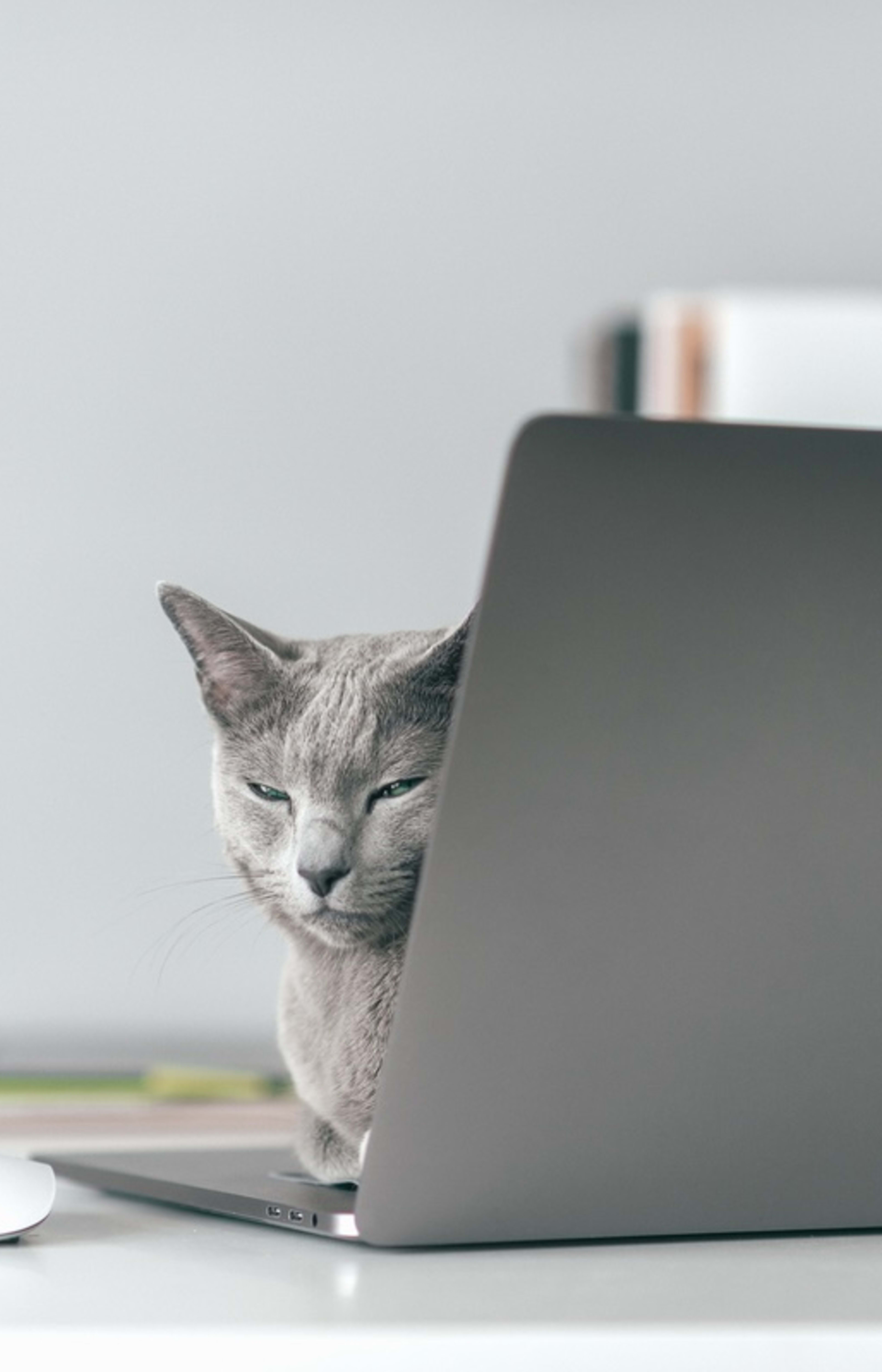 computer names for cats