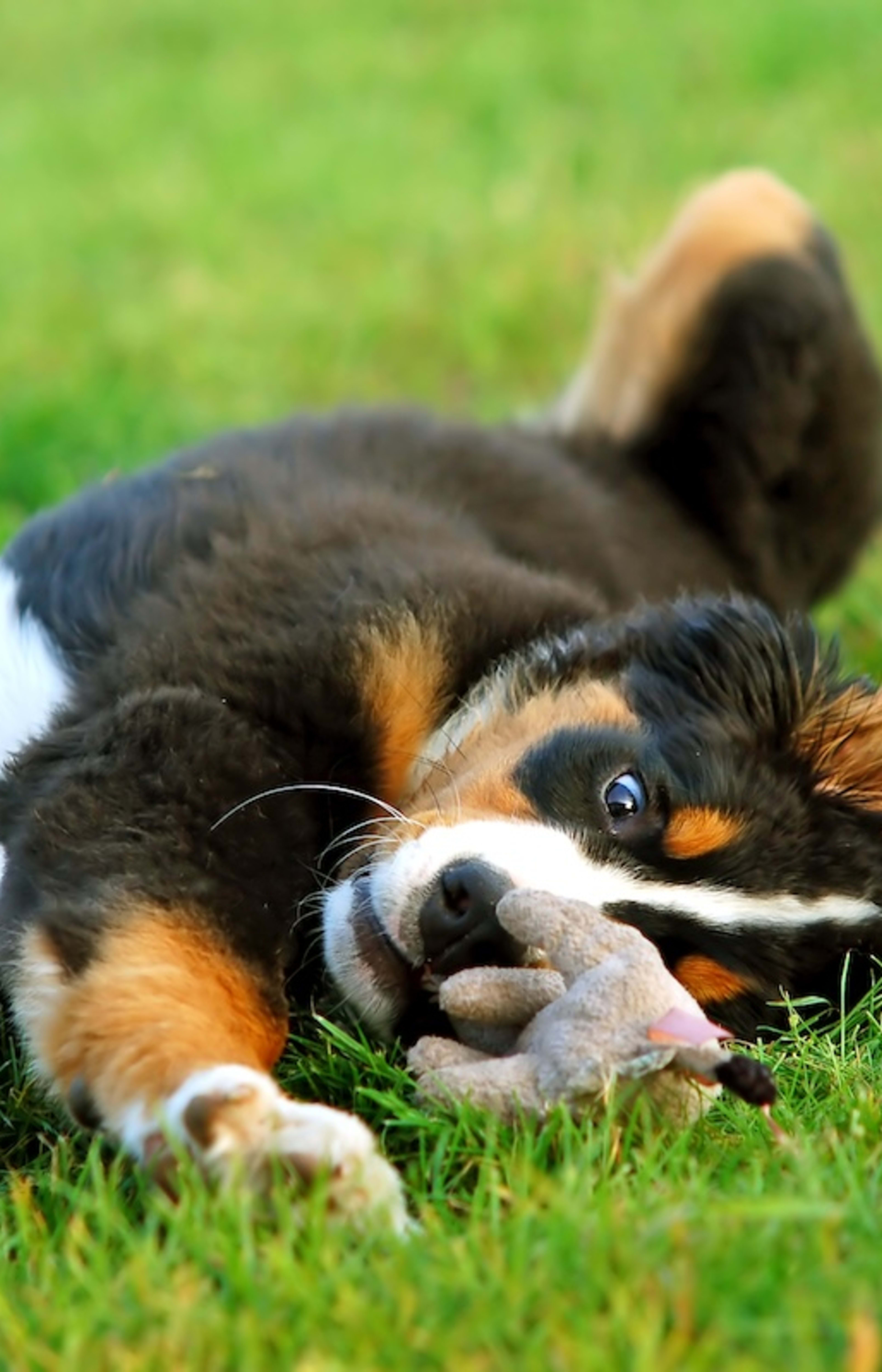 Pet and Animal News - Parade Pets