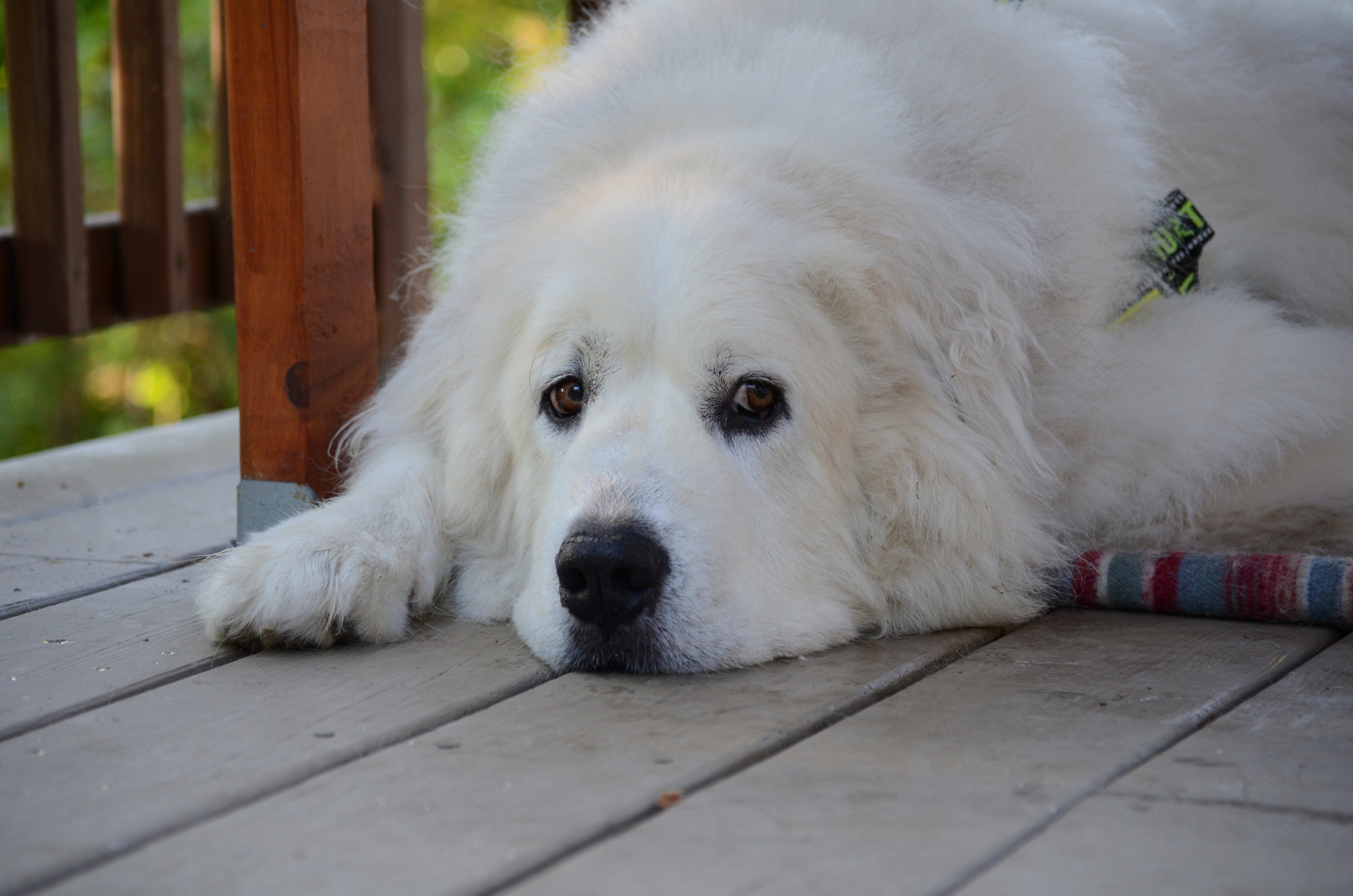 Great Pyrenees With a Thousand-Yard Stare Looks Completely Done With ...