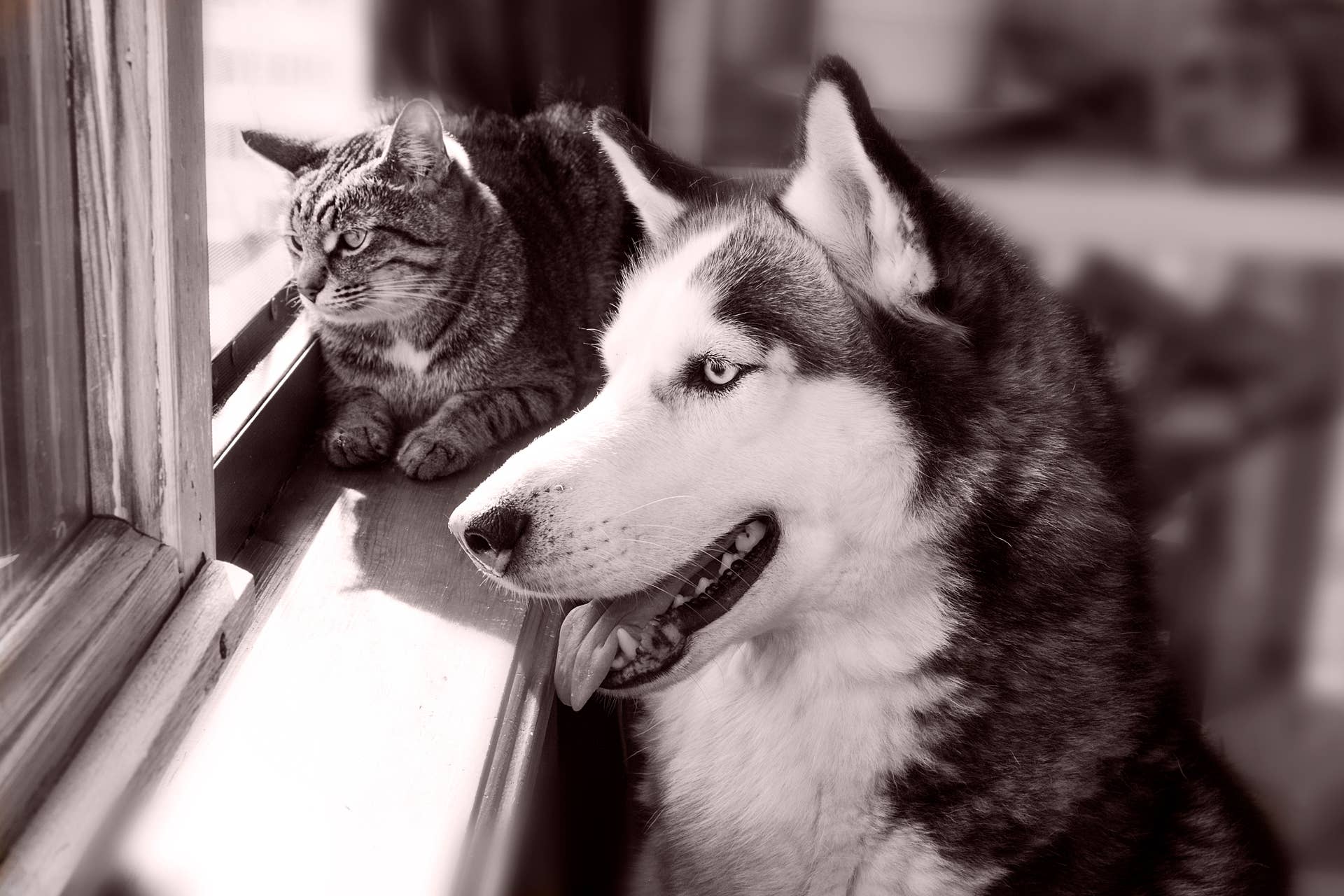 Cat Excels at Every Bad Habit Husky Siblings Taught Her - Parade Pets