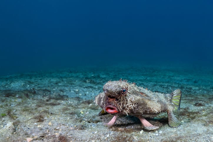 50 Weird Animals That Are Quite Unusual to Look At - Parade Pets