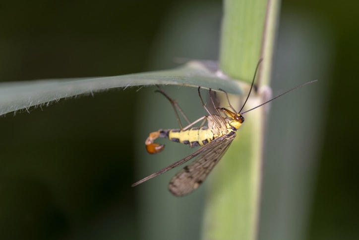 50 Weird Animals That Are Quite Unusual to Look At - Parade Pets