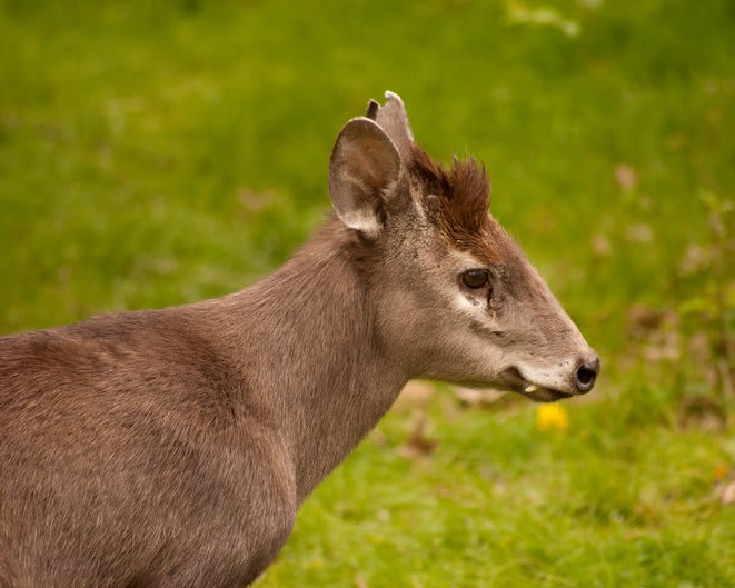 50 Weird Animals That Are Quite Unusual to Look At - Parade Pets