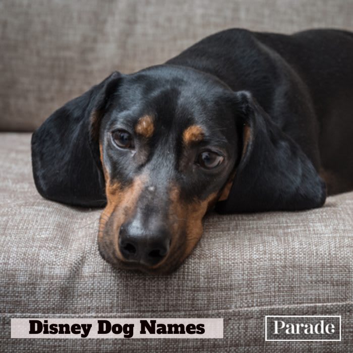 300 Disney Dog Names for Male, Female Pets - Parade Pets