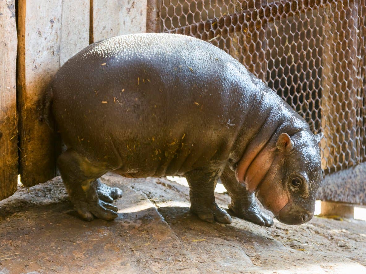 55 Cutest Animals From Around the World