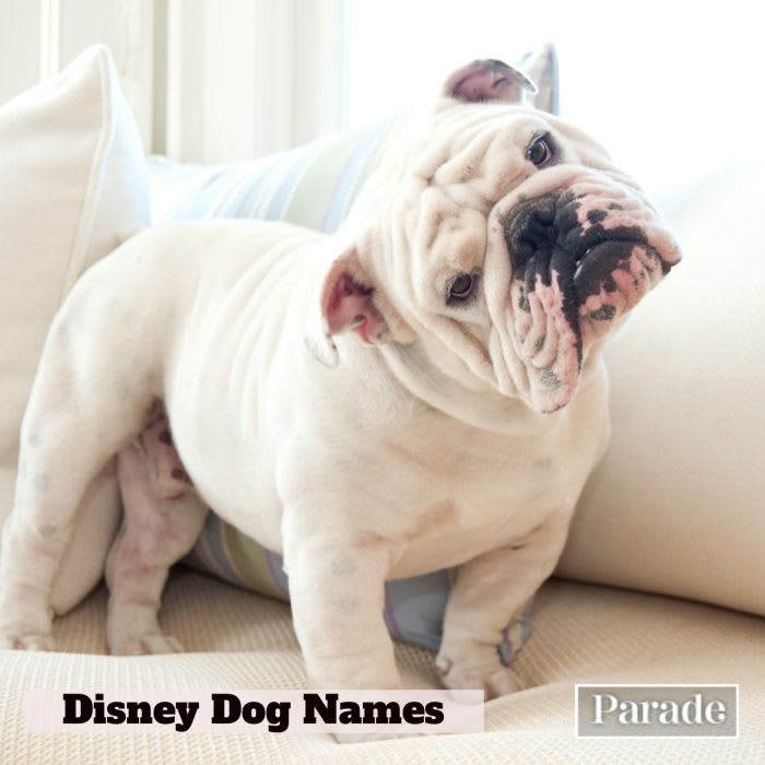 300 Disney Dog Names for Male, Female Pets - Parade Pets