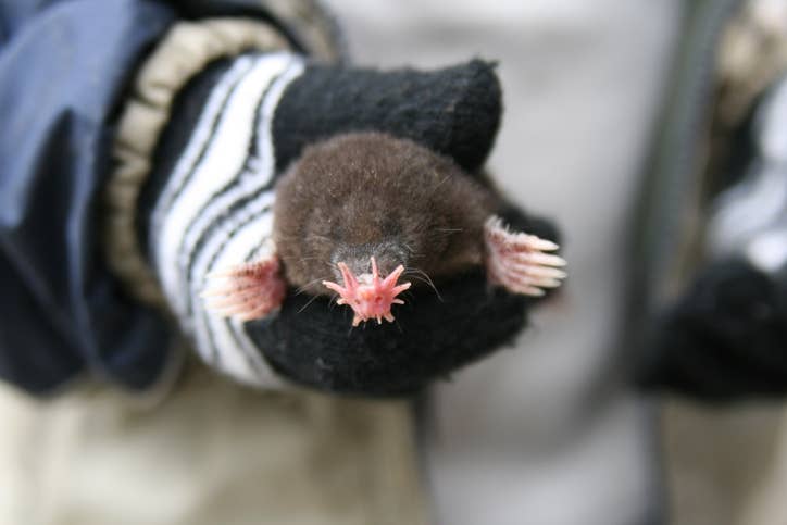 55 Cutest Animals From Around the World