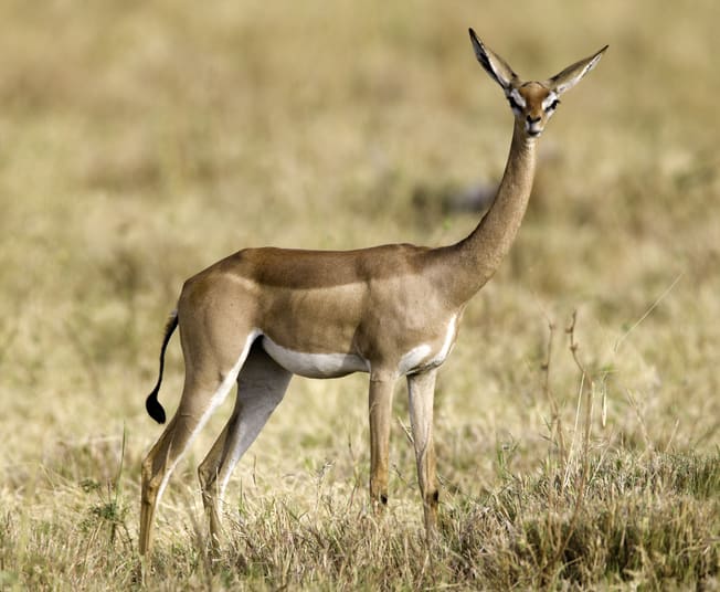 55 Cutest Animals From Around the World