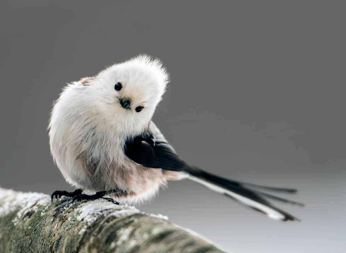 55 Cutest Animals From Around the World - Parade Pets