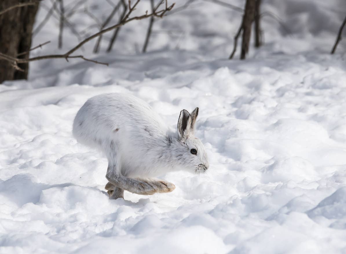 55 Cutest Animals From Around the World - Parade Pets