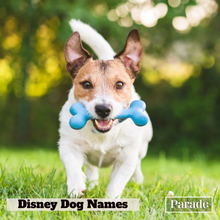 300 Disney Dog Names for Male, Female Pets - Parade Pets