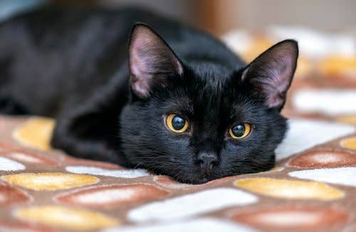 20 Black Cat Breeds — Long-haired, Fluffy, Shorthair