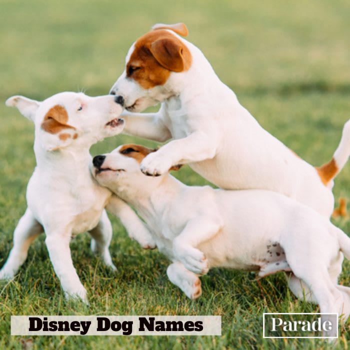 300 Disney Dog Names for Male, Female Pets - Parade Pets