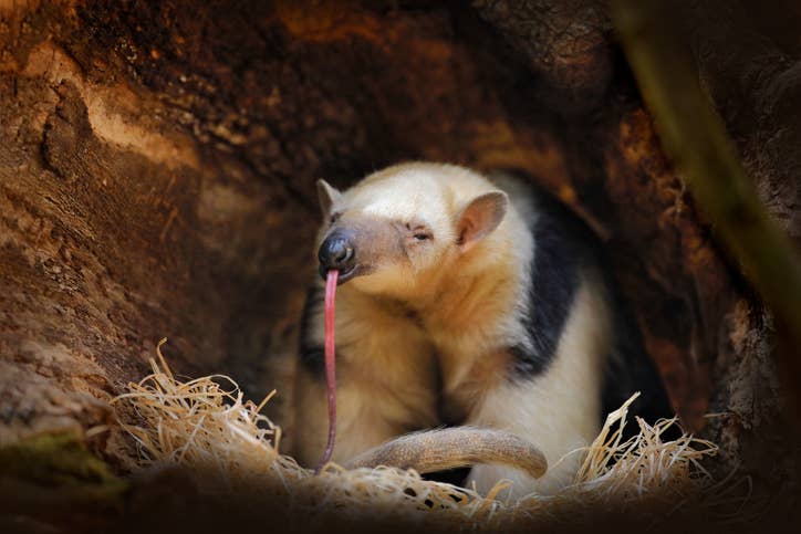 55 Cutest Animals From Around the World