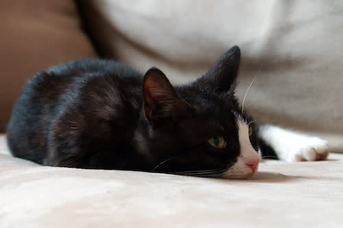 20 Black Cat Breeds — Long-haired, Fluffy, Shorthair