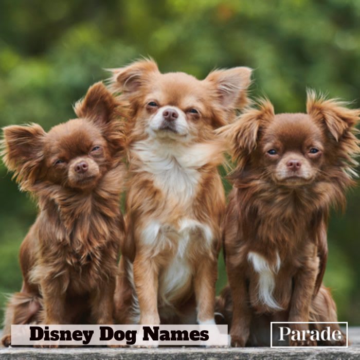 300 Disney Dog Names for Male, Female Pets - Parade Pets