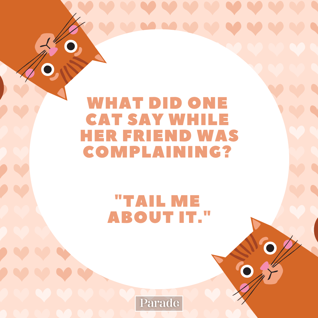 70 Funny Cat Jokes Fur You Right Meow - Parade Pets