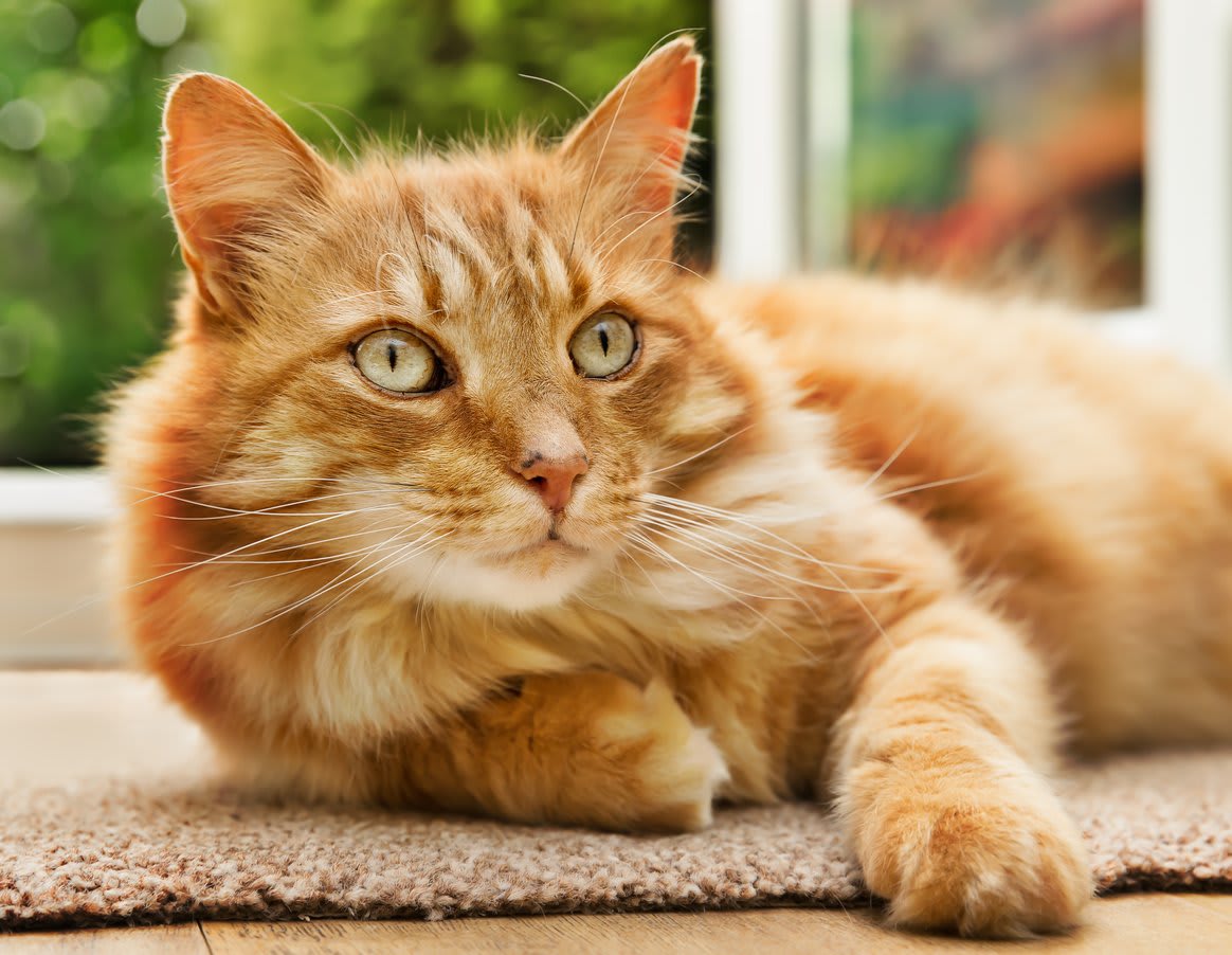 300 of the Best Names for Orange Cats - Parade Pets