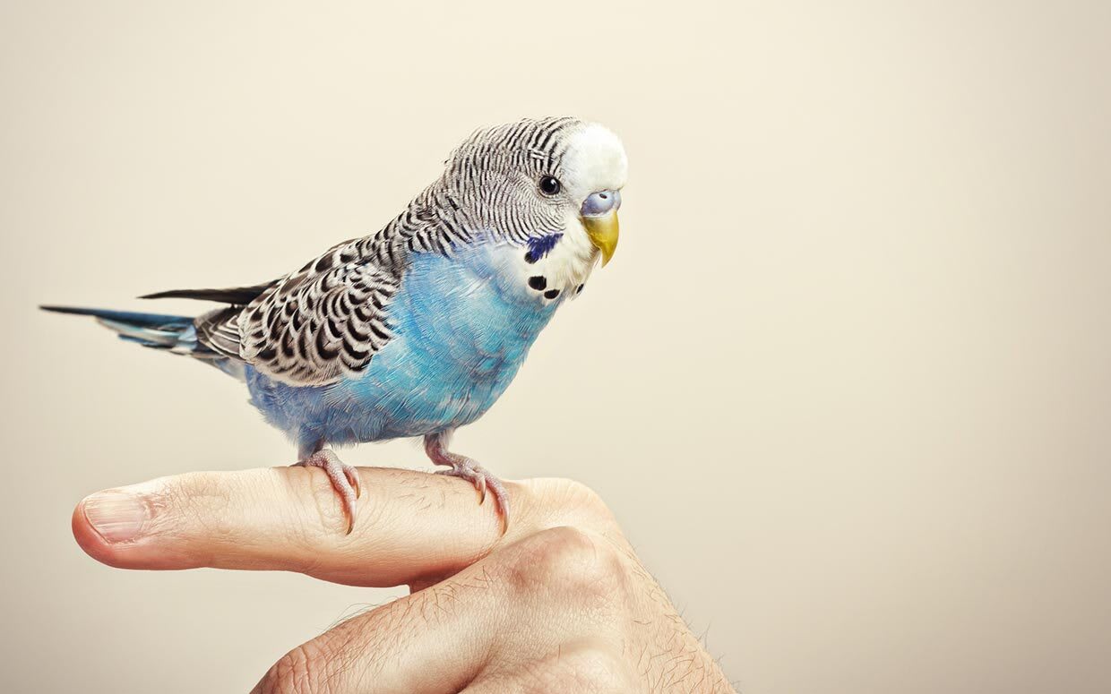 150 Best Bird Names for Your Feathered Friend