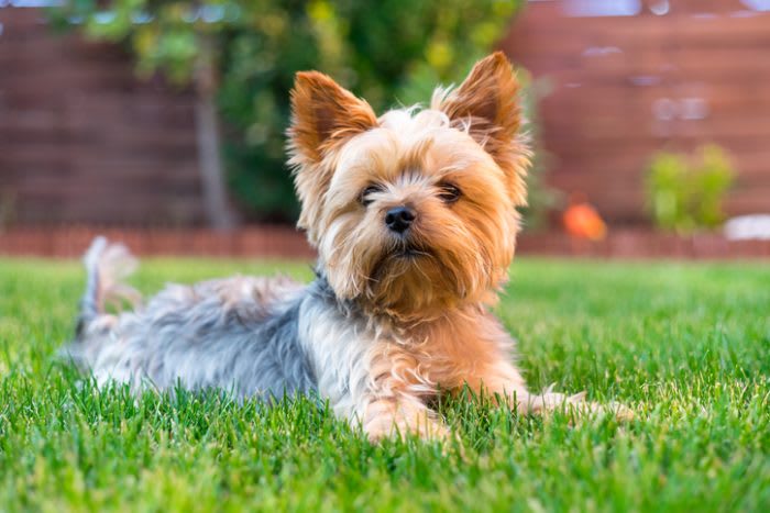 30 Toy Dog Breeds — Best Tiny Dogs You'll Love - Parade Pets