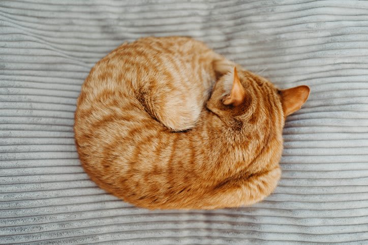 300 of the Best Names for Orange Cats