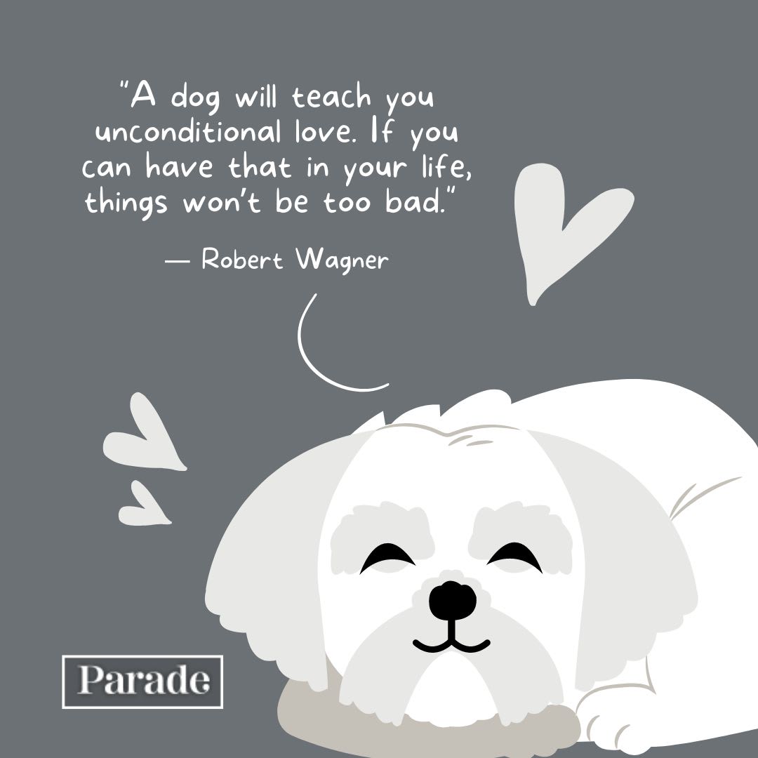 300 Best Pet Quotes to Share Your Love of Animals