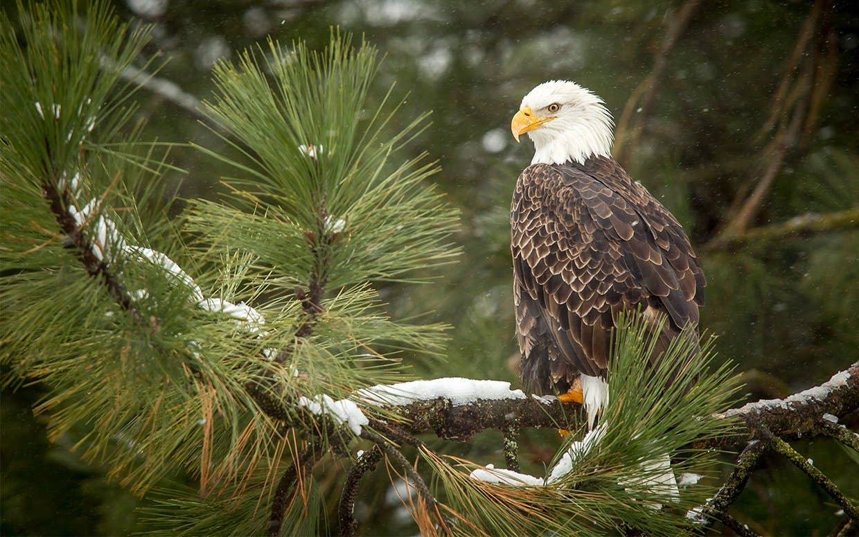 Golden Retriever Forms Special Bond with Rare Bald Eagle - Parade Pets