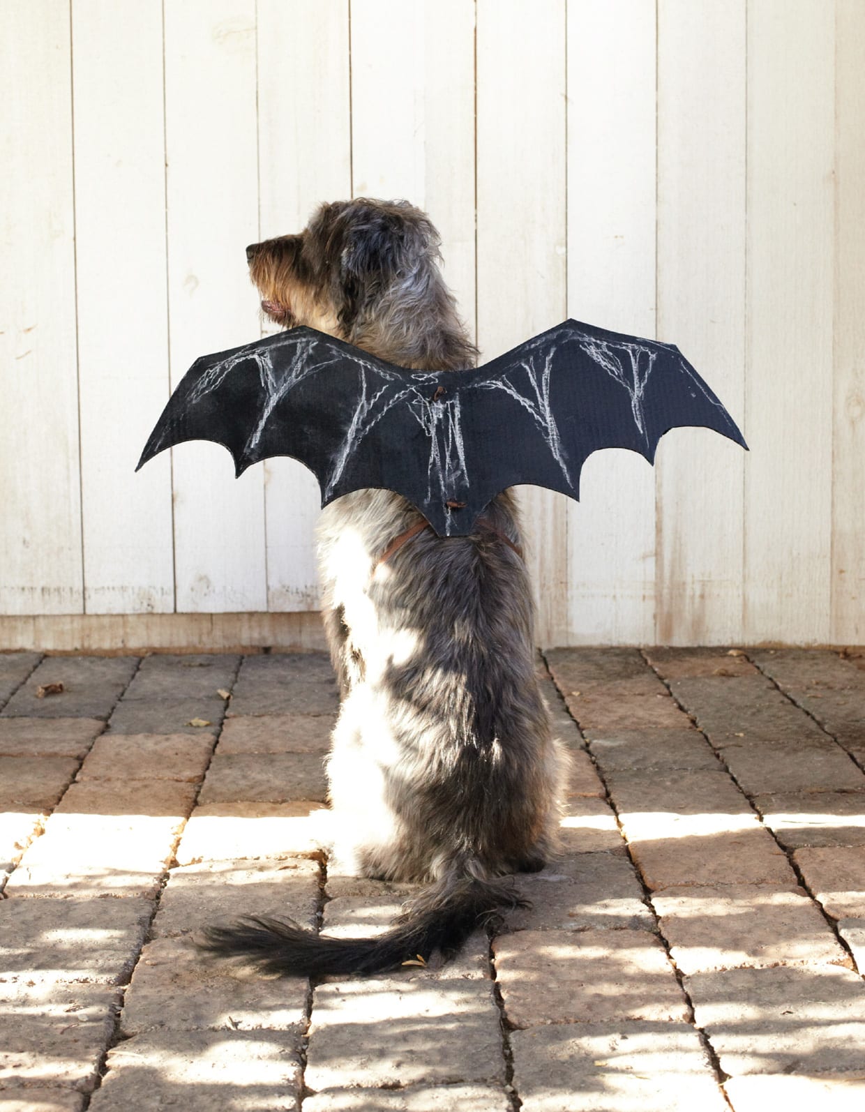 How to Make a DIY Bat Wings Costume for Dogs