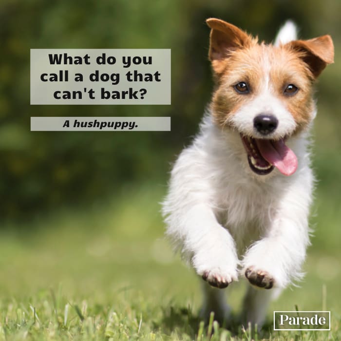 75 Funny Dog Jokes To Make You Howl