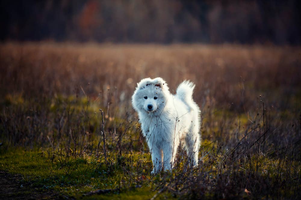 15 Small White Dog Breeds (with Photos) - Parade Pets