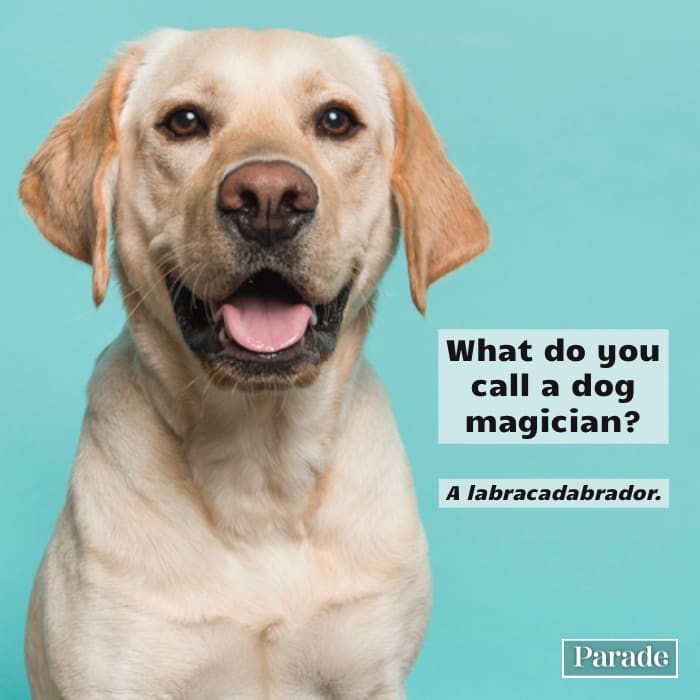 75 Funny Dog Jokes To Make You Howl